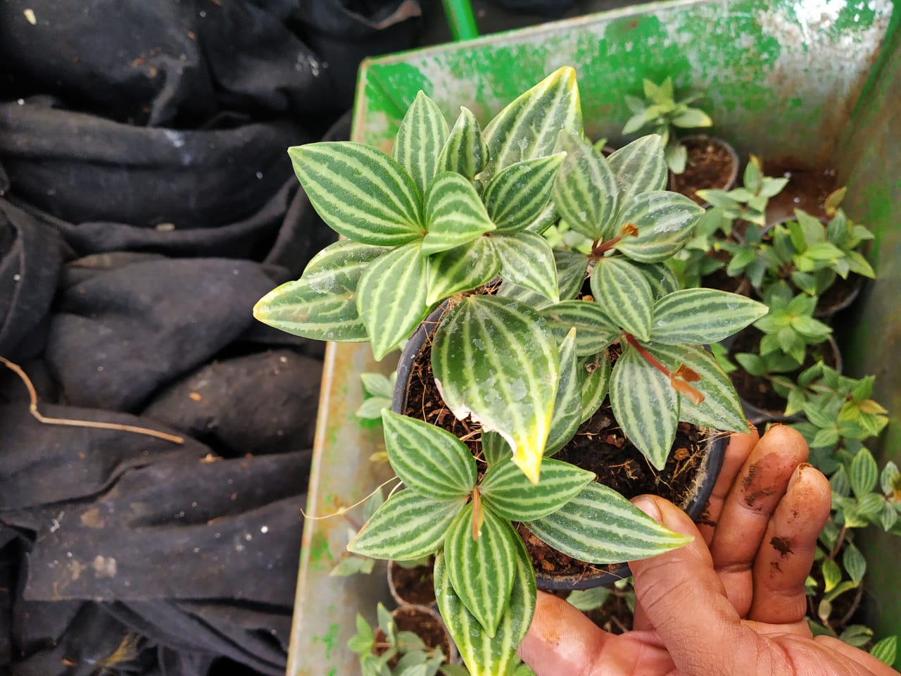 Peperomia Puteolata (Parallel Peperomia) - Nursery Buy