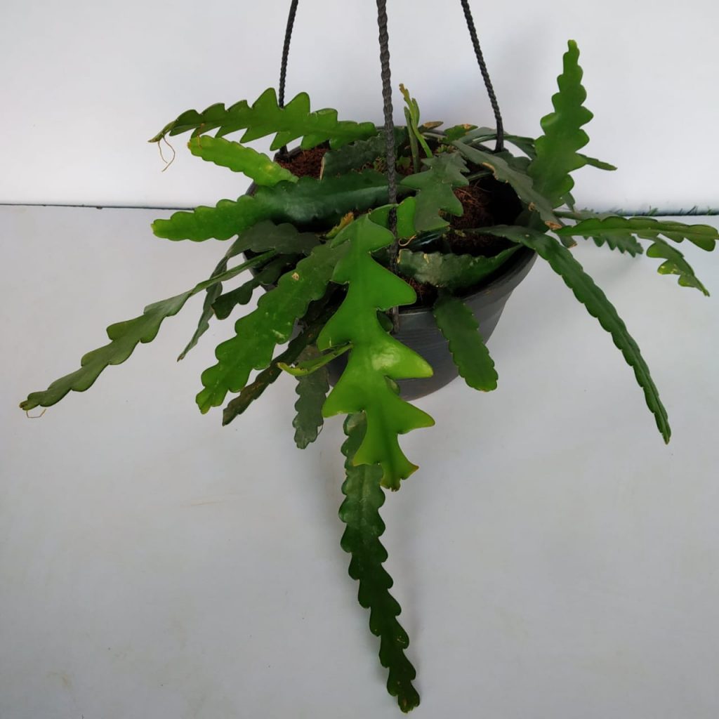 Epiphyllum Anguliger (Fishbone Cactus) - NurseryBuy