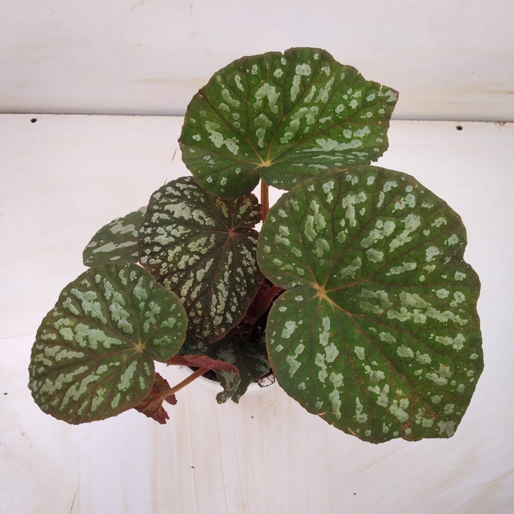 Begonia 'Betsy' Blue Shine - NurseryBuy