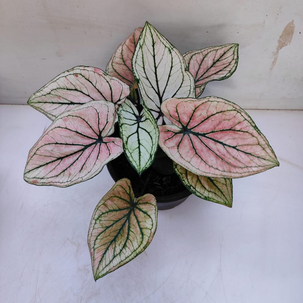 Caladium "Debutante" - NurseryBuy