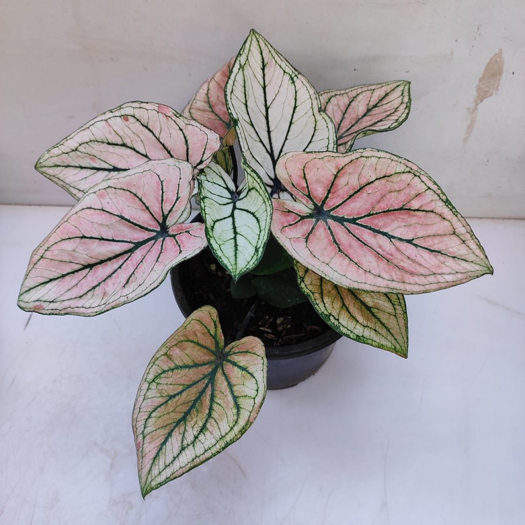 Caladium "Debutante" - NurseryBuy