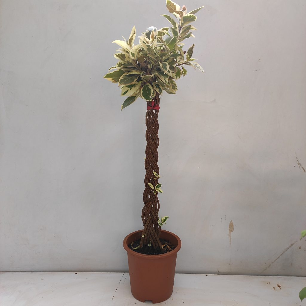 Ficus Benjamina Starlight Braided - NurseryBuy