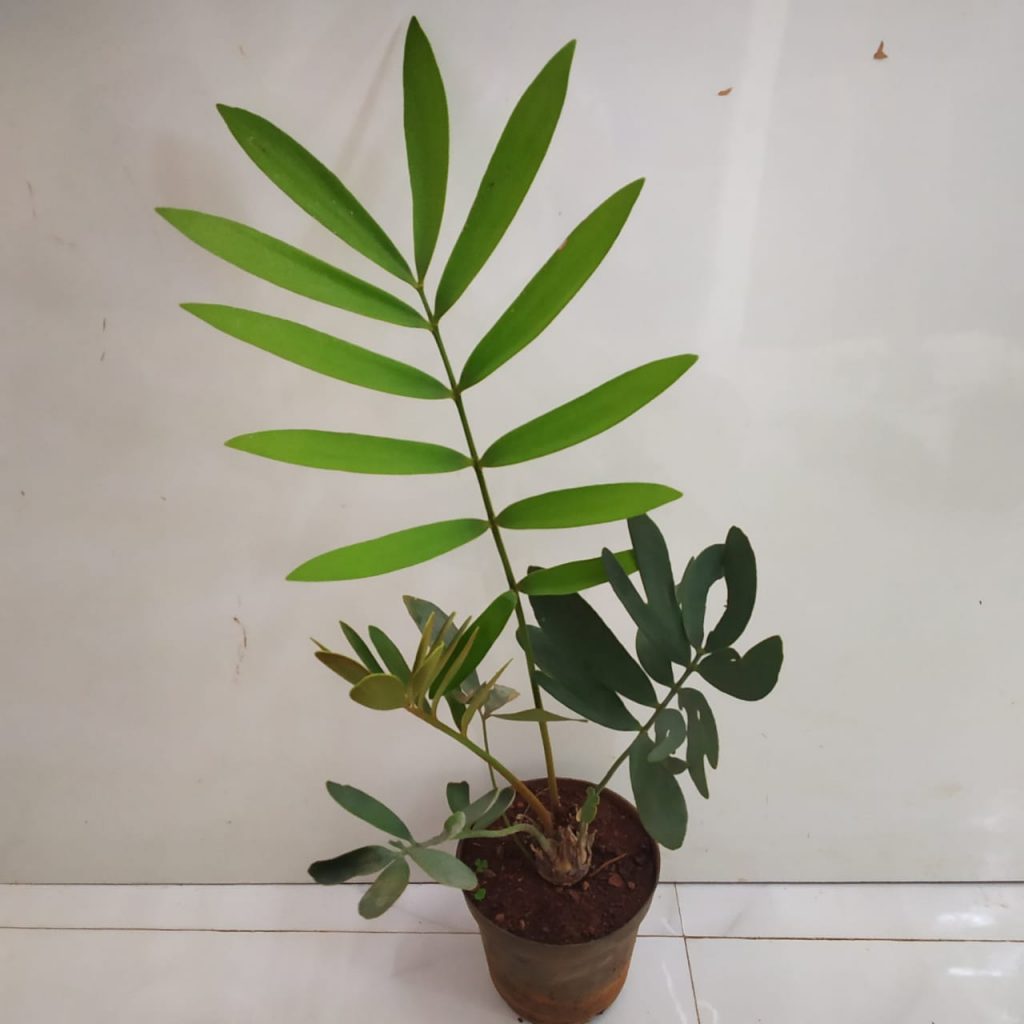 Zamia Furfuracea (Cardboard Palm) - NurseryBuy