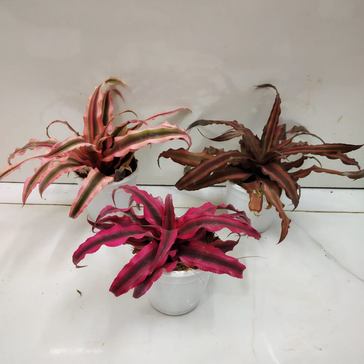 Cryptanthus Combo - NurseryBuy
