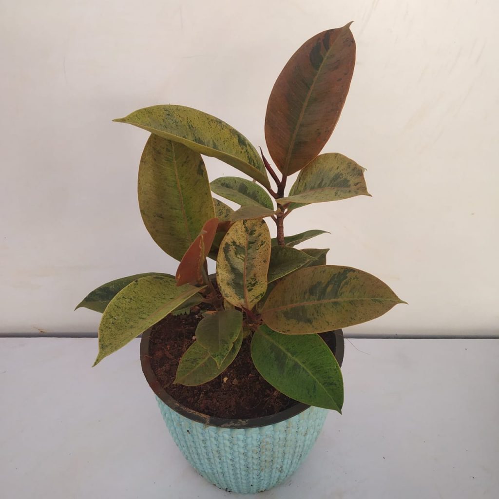 Ficus Elastica Shivereana - Nursery Buy