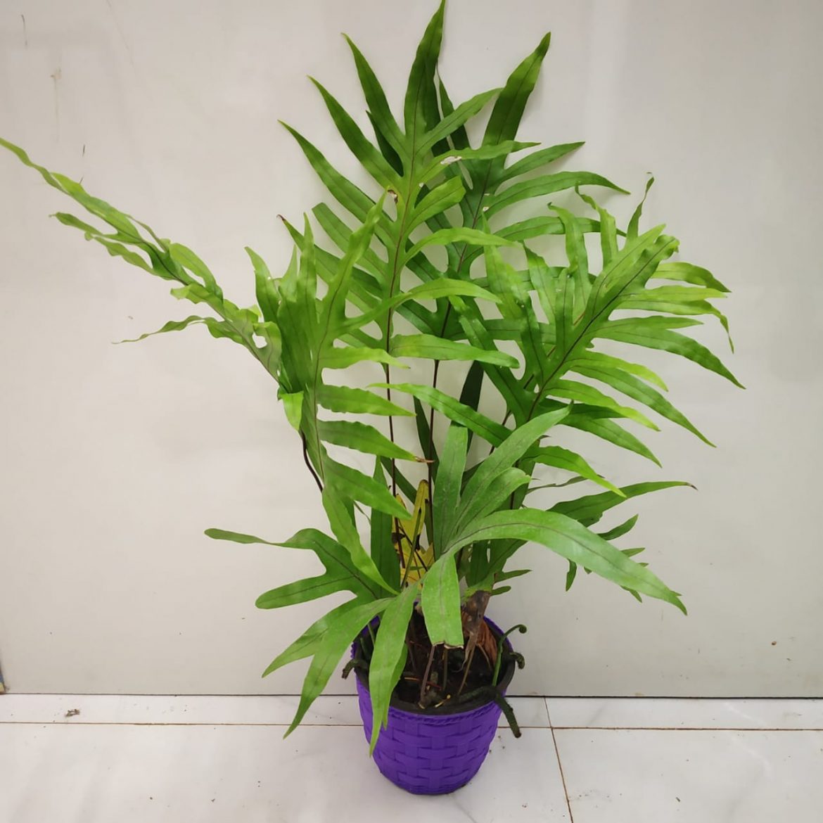 Kangaroo Paw Fern - NurseryBuy