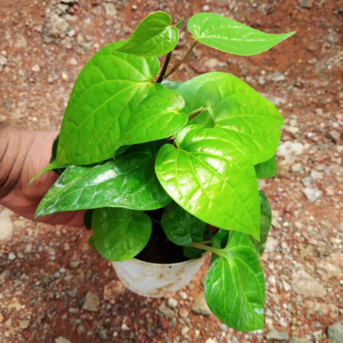 Piper Betel (Calcutta Paan) - NurseryBuy