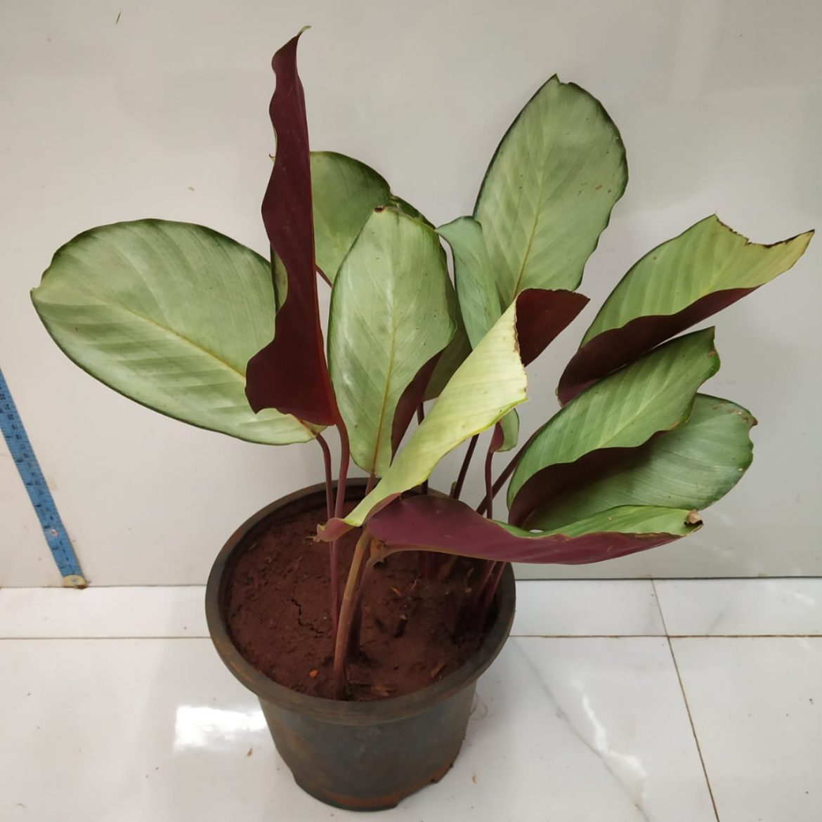 Calathea 'Silver Plate' - NurseryBuy