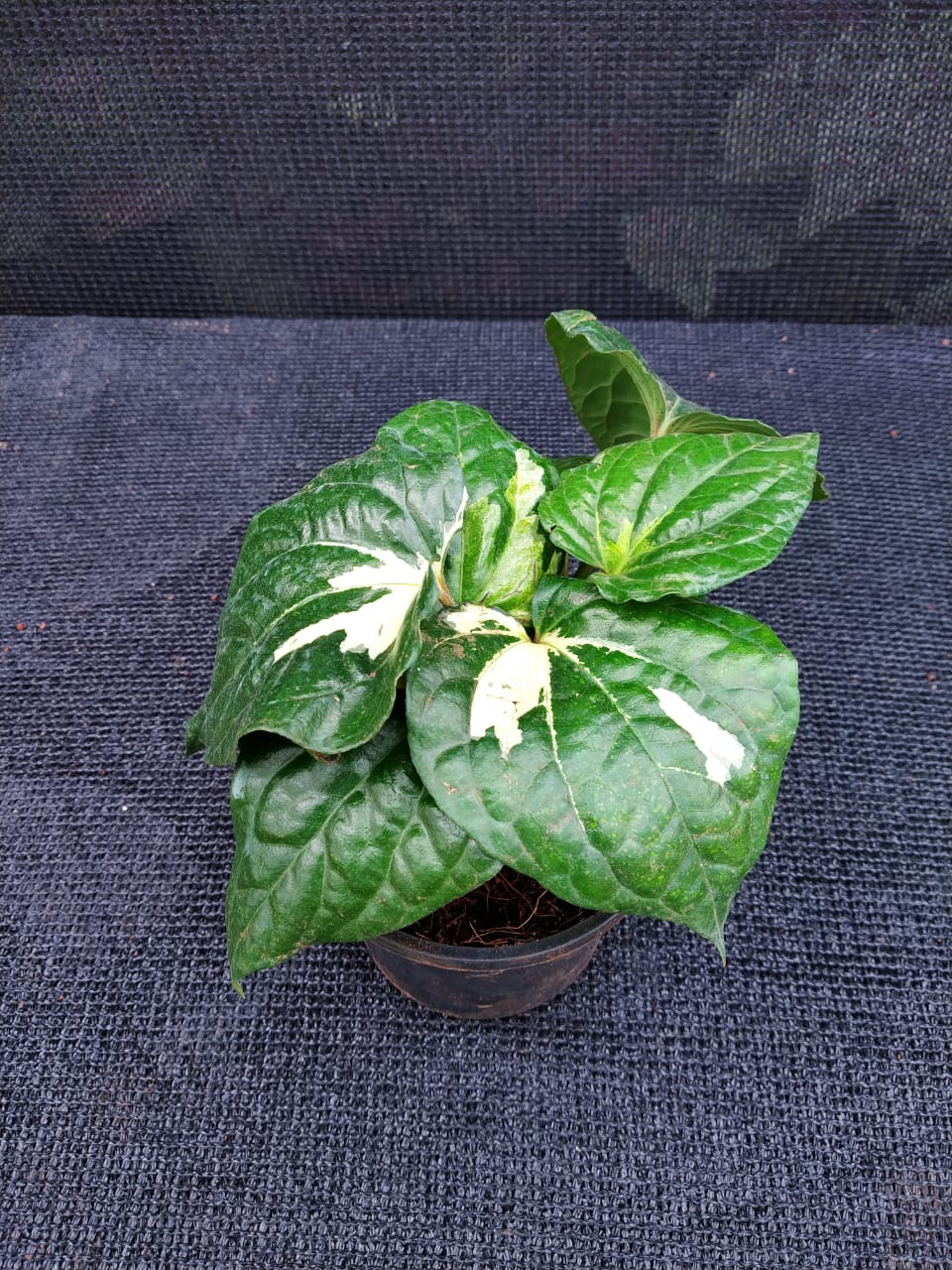 Piper Betel (Calcutta Paan) - NurseryBuy