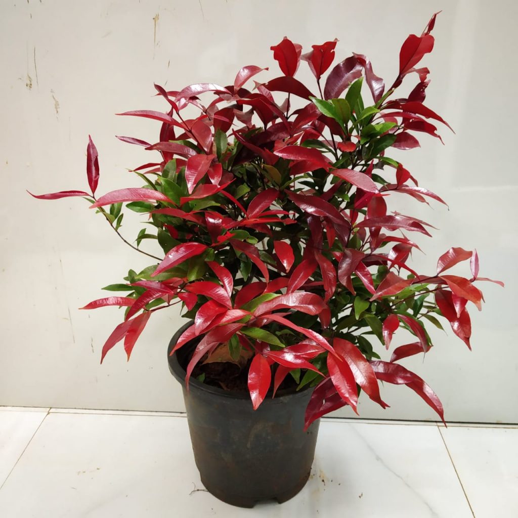 Ficus 'Cristina' Plant - NurseryBuy