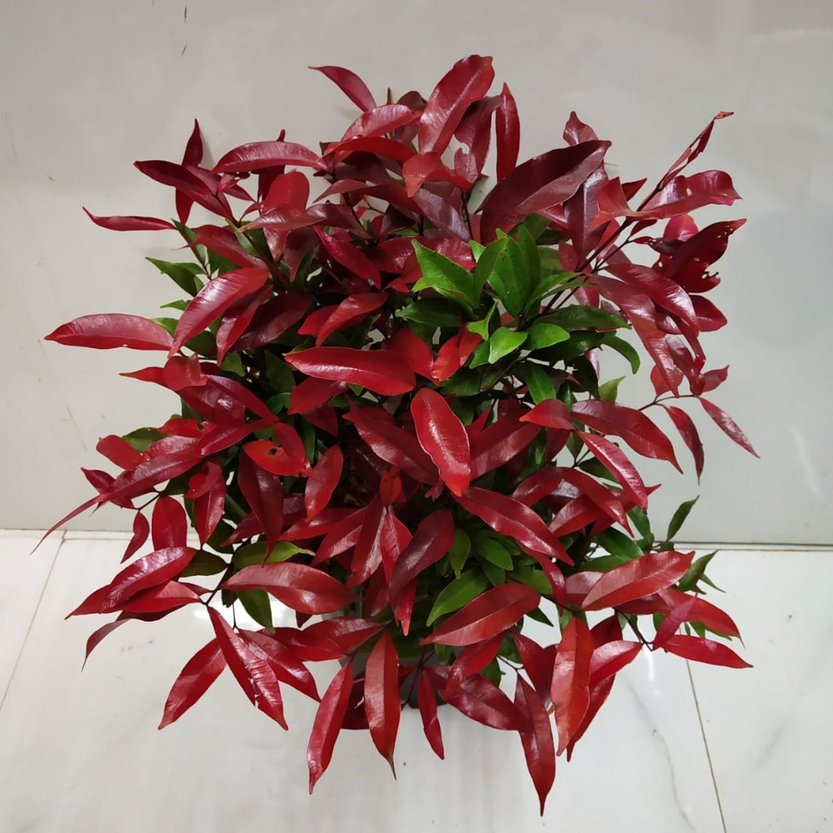 Ficus 'Cristina' Plant - NurseryBuy