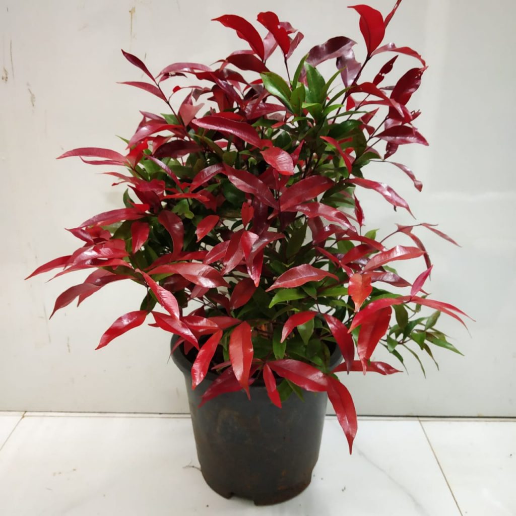 Ficus 'Cristina' Plant - NurseryBuy
