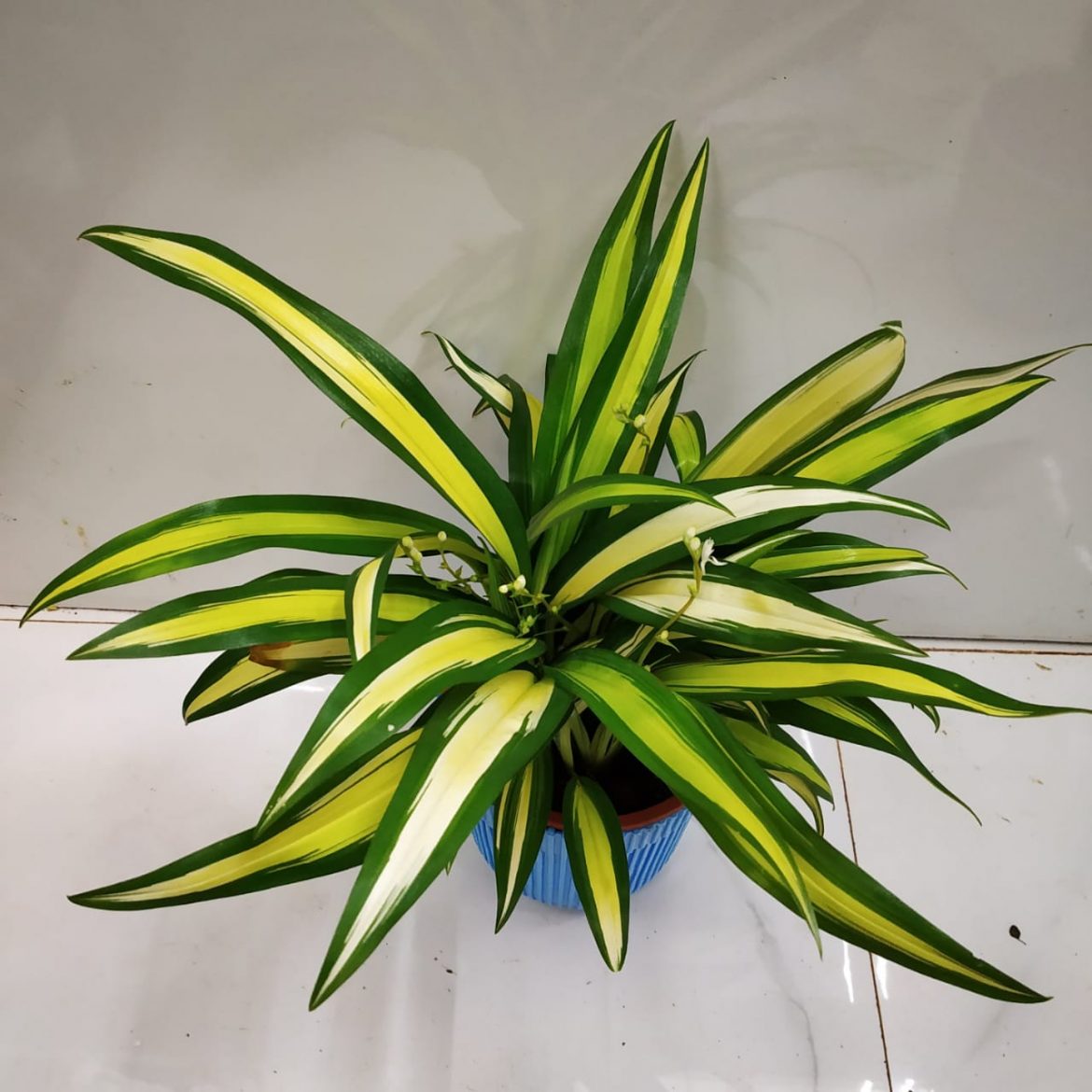 Pandanus Golden Spider Plant - NurseryBuy