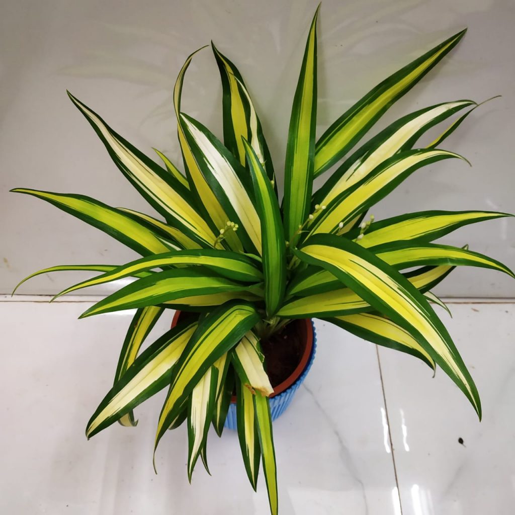 Pandanus Golden Spider Plant - NurseryBuy