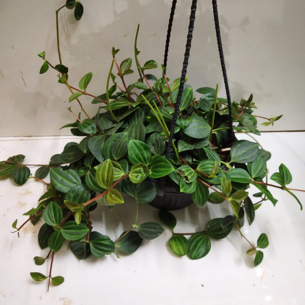Peperomia 'Beetle' (Peperomia Quadrangularis) - Nursery Buy