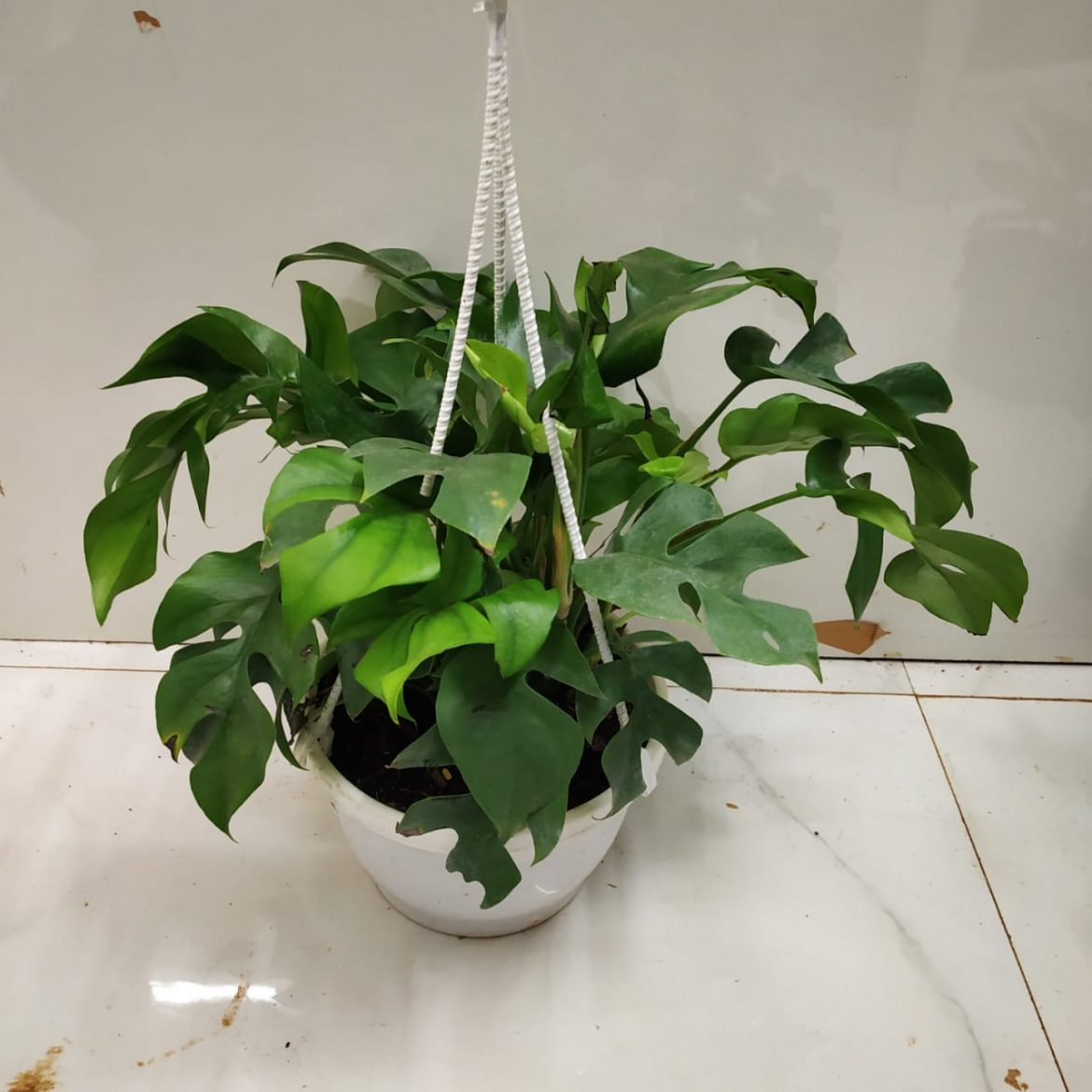 Rhaphidophora 'Tetrasperma' in hanging basket (Mini Monstera Plant ...