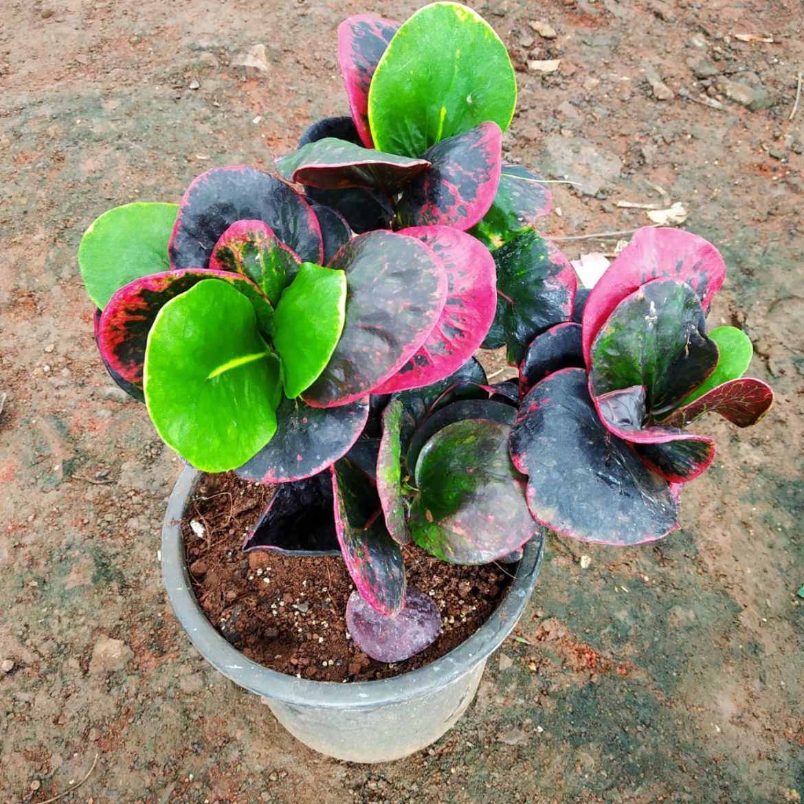 Croton Apple Leaf - NurseryBuy