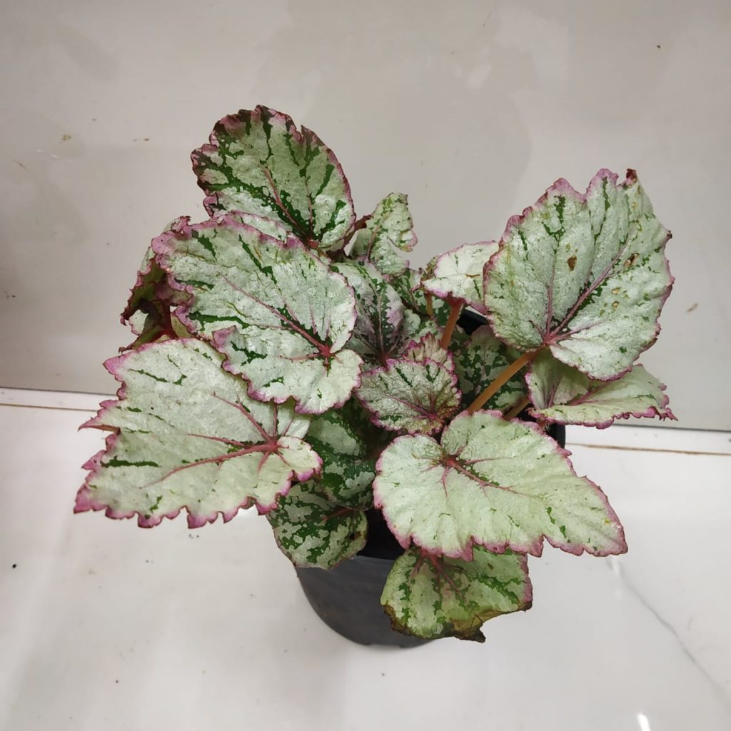 Begonia 'Jurassic Silver Splash' - NurseryBuy