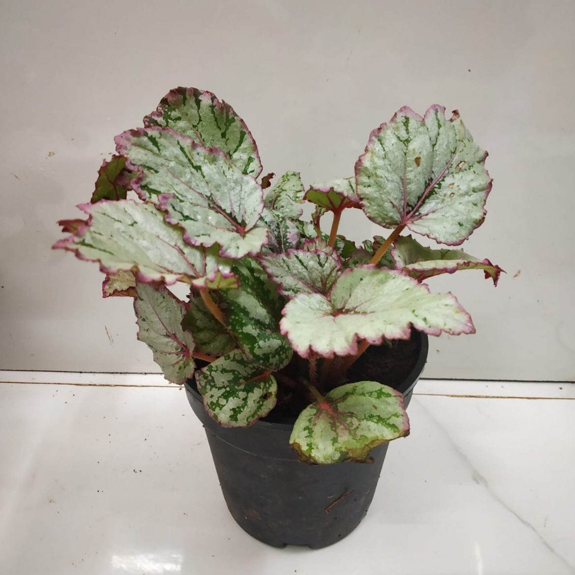 Begonia 'Jurassic Silver Splash' - NurseryBuy