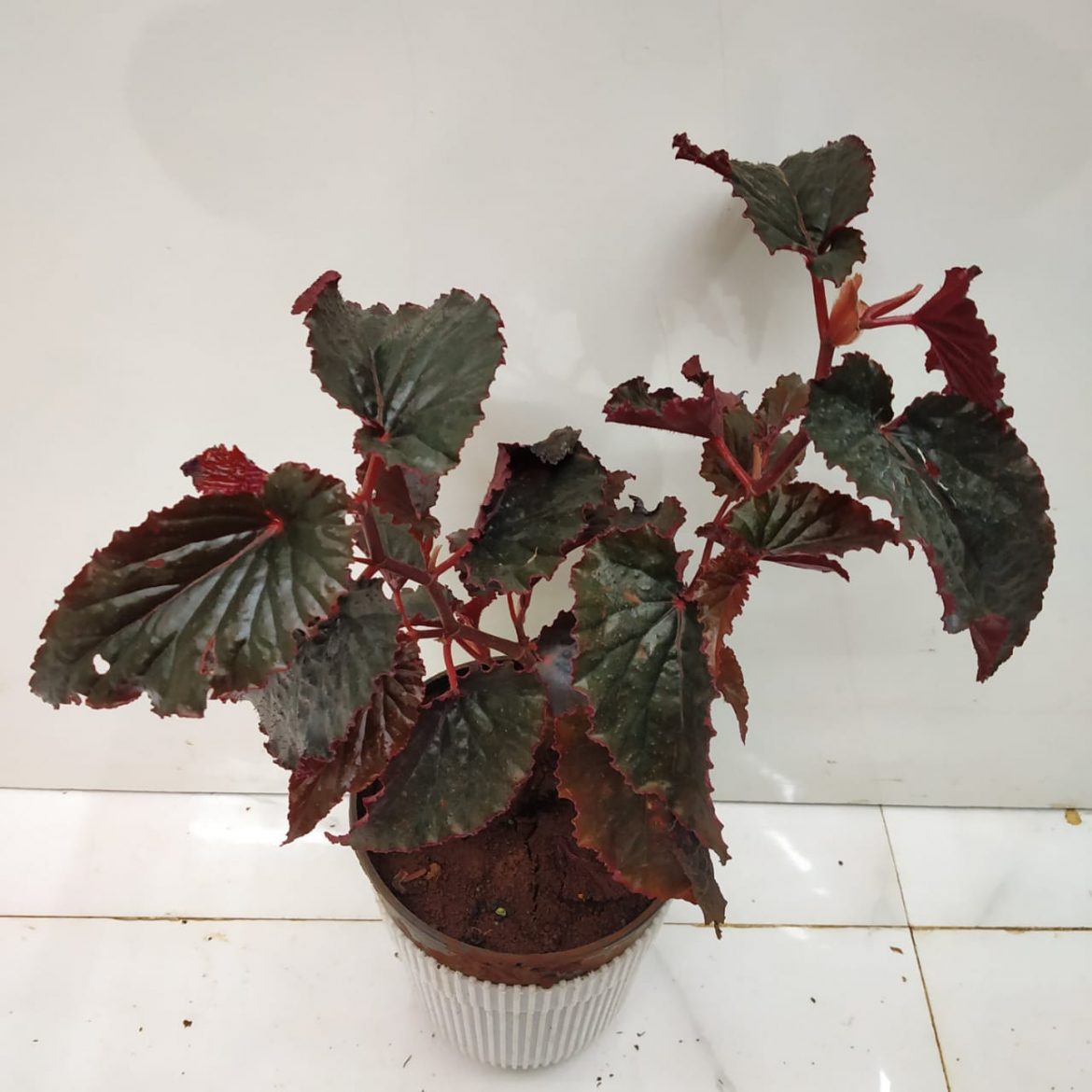 Begonia "Black Magic" Hybrid - Nursery Buy
