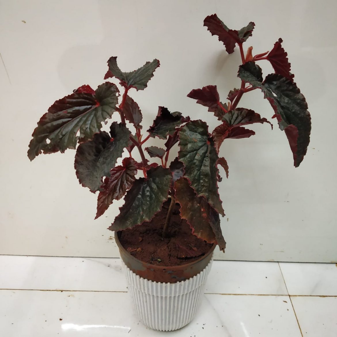 Begonia "Black Magic" Hybrid - NurseryBuy