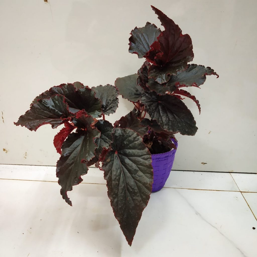 Begonia "Black Magic" Hybrid - NurseryBuy