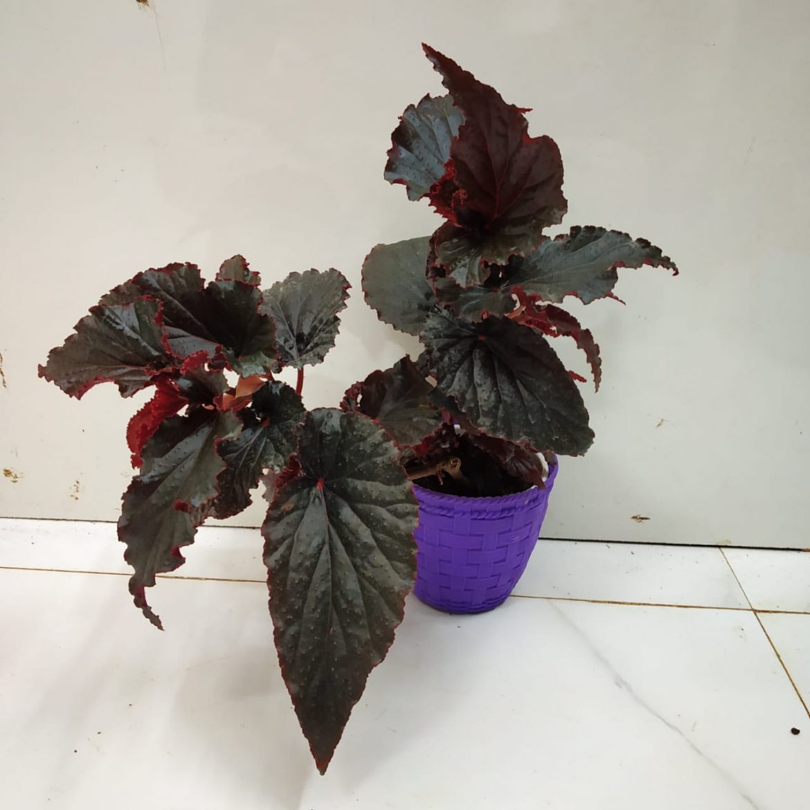 Begonia "Black Magic" Hybrid - Nursery Buy