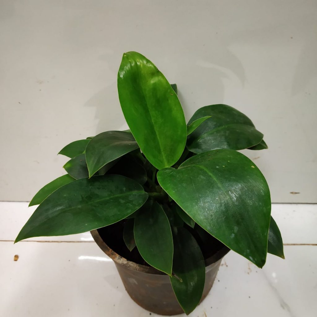 Philodendron Green Congo - NurseryBuy
