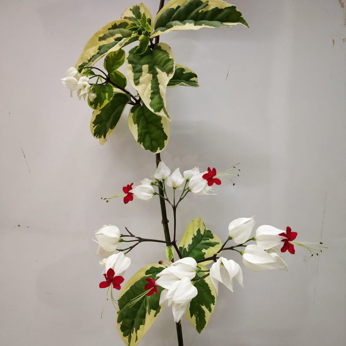 Clerodendrum Thompsoniae 'Variegata' (Variegated Bleeding Heart ...