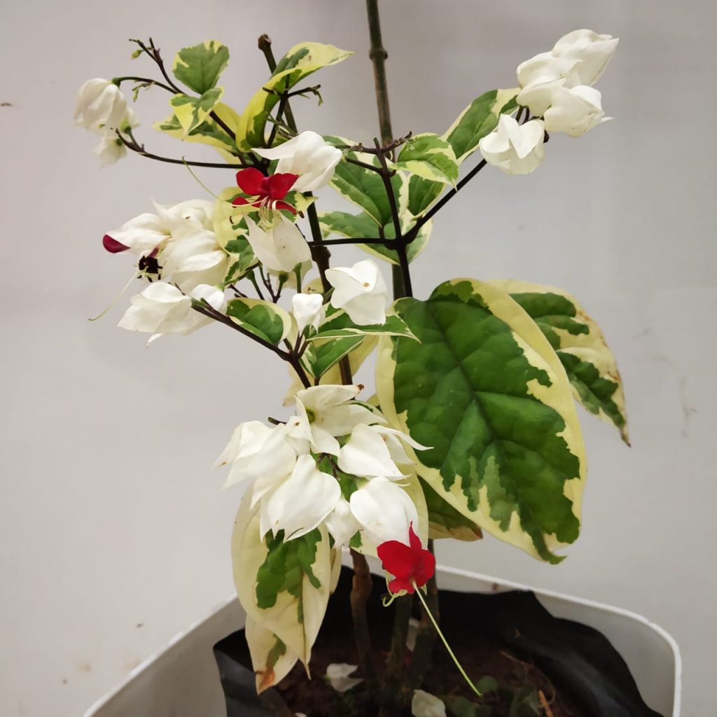 Clerodendrum Thompsoniae 'Variegata' (Variegated Bleeding Heart ...