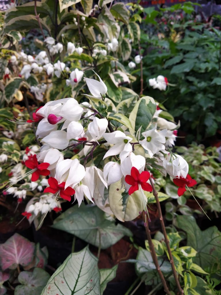 Clerodendrum Thompsoniae 'Variegata' (Variegated Bleeding Heart ...