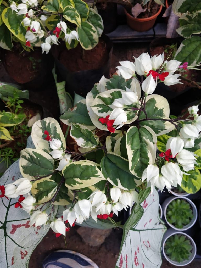 Clerodendrum Thompsoniae 'Variegata' (Variegated Bleeding Heart ...