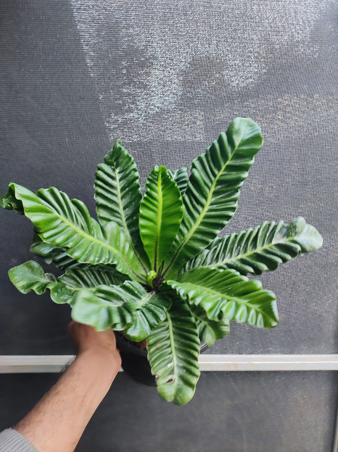 Asplenium Antiquum 'Lasagna' (Cobra fern) large - NurseryBuy