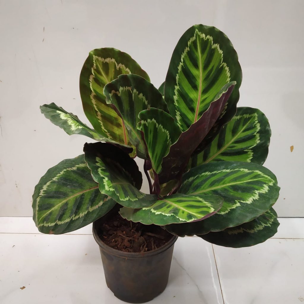 Calathea Roseopicta 'Illustris' - NurseryBuy