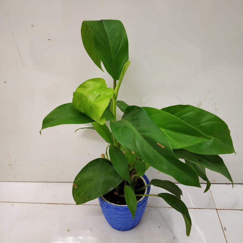 Philodendron 'Ceylon Green' - NurseryBuy