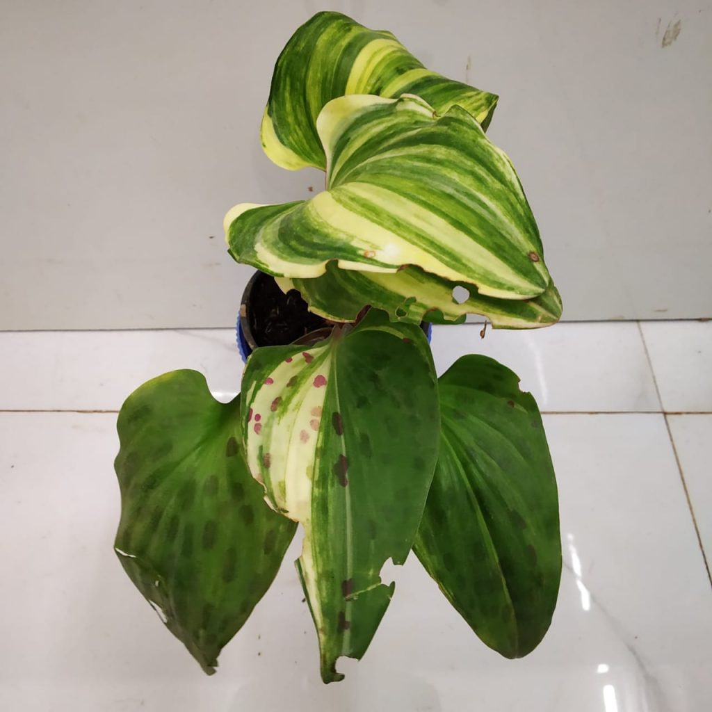 Drimiopsis Maculata Variegata ( Variegated Leopard Lilly) - NurseryBuy