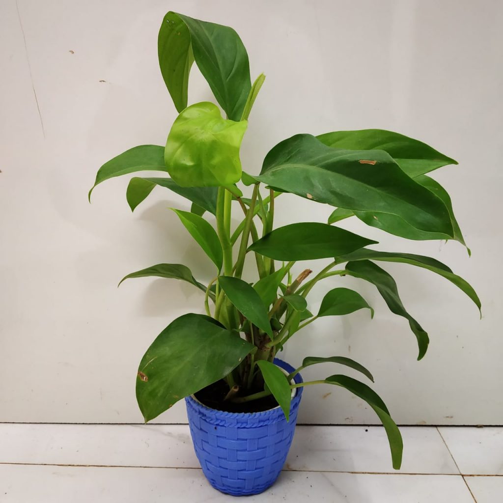 Philodendron 'Ceylon Green' - NurseryBuy