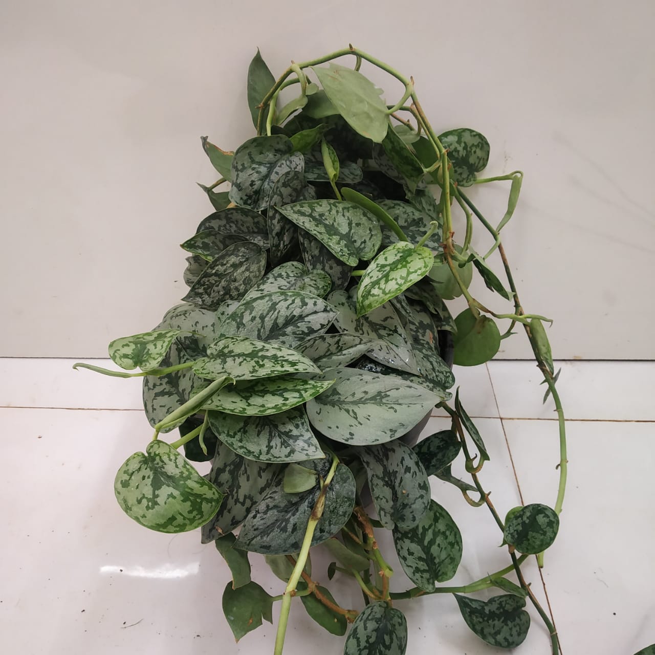 Scindapsus Pictus 'Silver Lady' Large - Nursery Buy