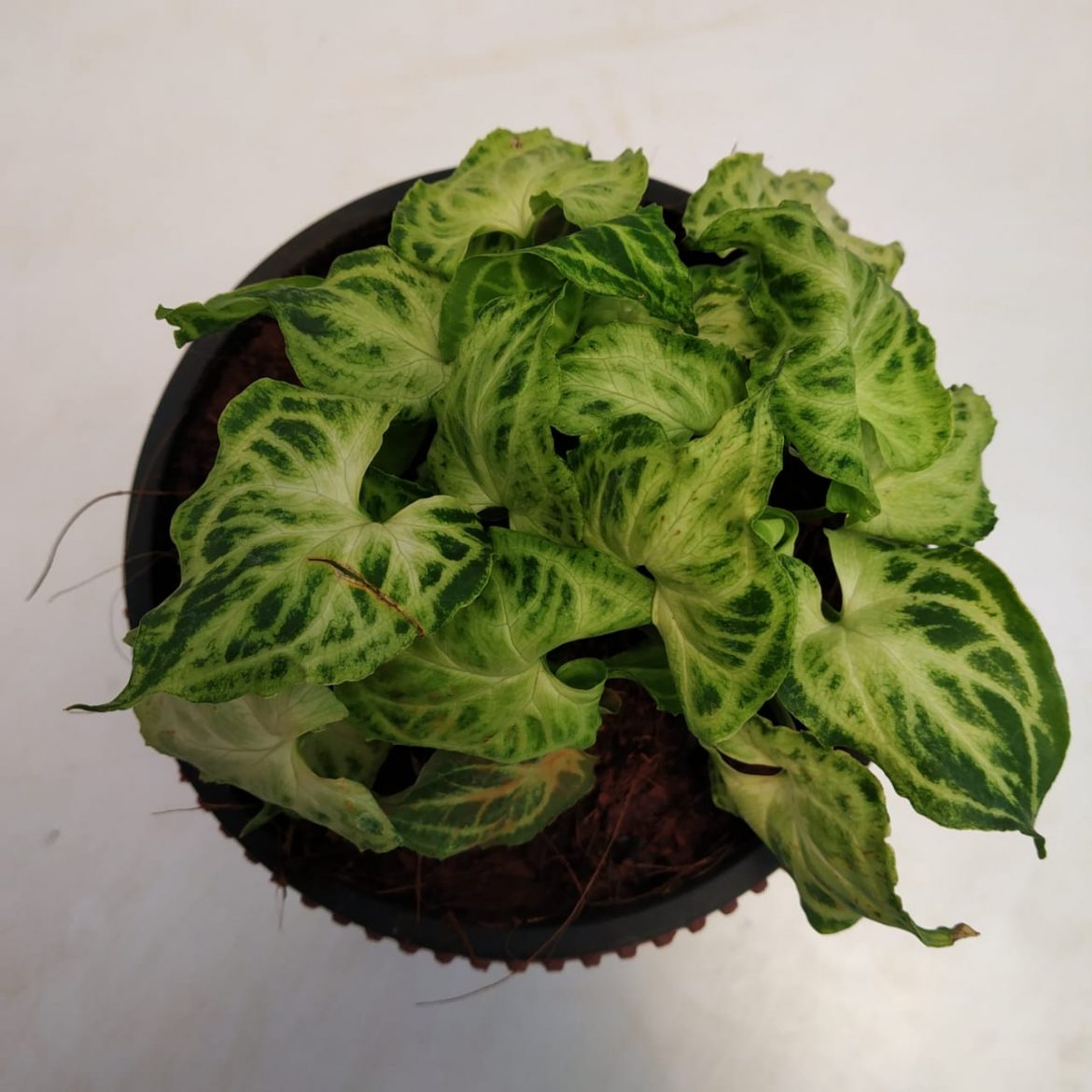 Syngonium Podophyllum 'Batik' - Nursery Buy