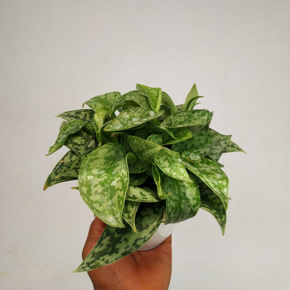 Scindapsus Pictus 'Silver Lady' - NurseryBuy