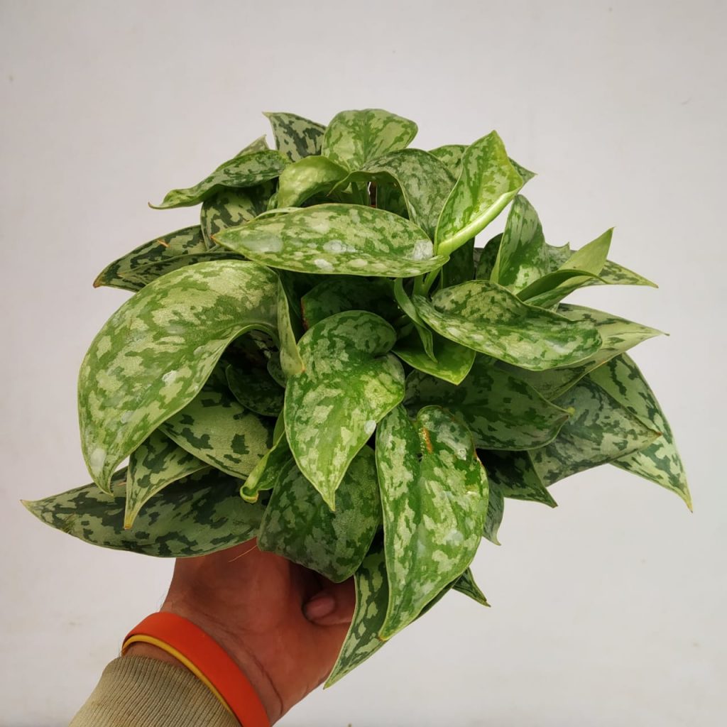 Scindapsus Pictus 'Silver Lady' - NurseryBuy