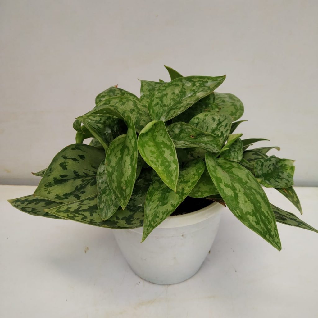 Scindapsus Pictus 'Silver Lady' - NurseryBuy