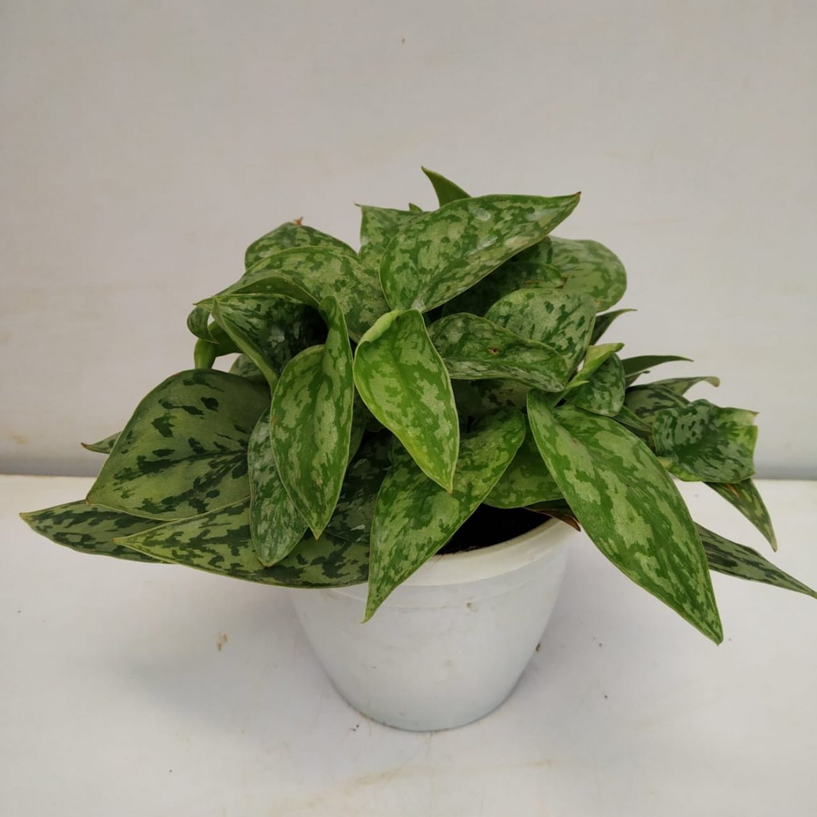 Scindapsus Pictus 'Silver Lady' - NurseryBuy