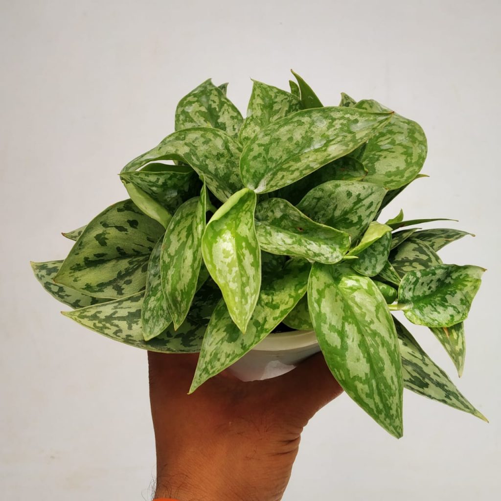 Scindapsus Pictus 'Silver Lady' - NurseryBuy