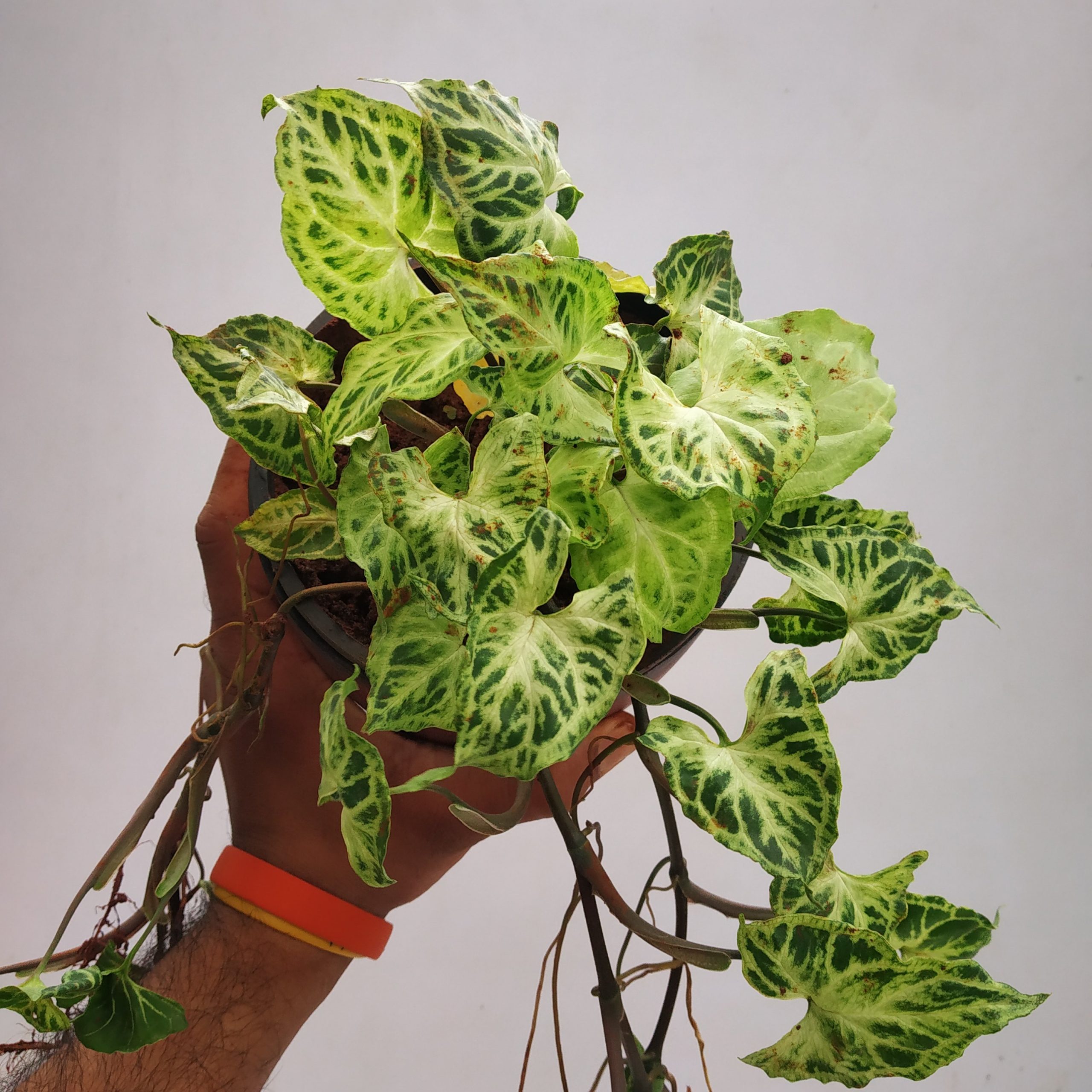 Ferns, Grasses & Bamboo Plants Syngonium Batik Plants etna.com.pe