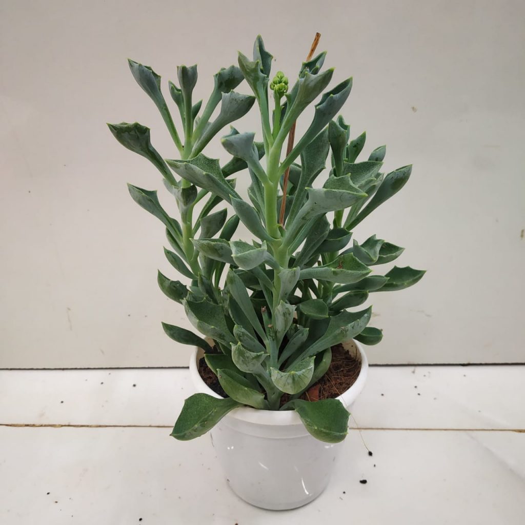 Senecio Kleiniiformis 'Spear Head' - NurseryBuy