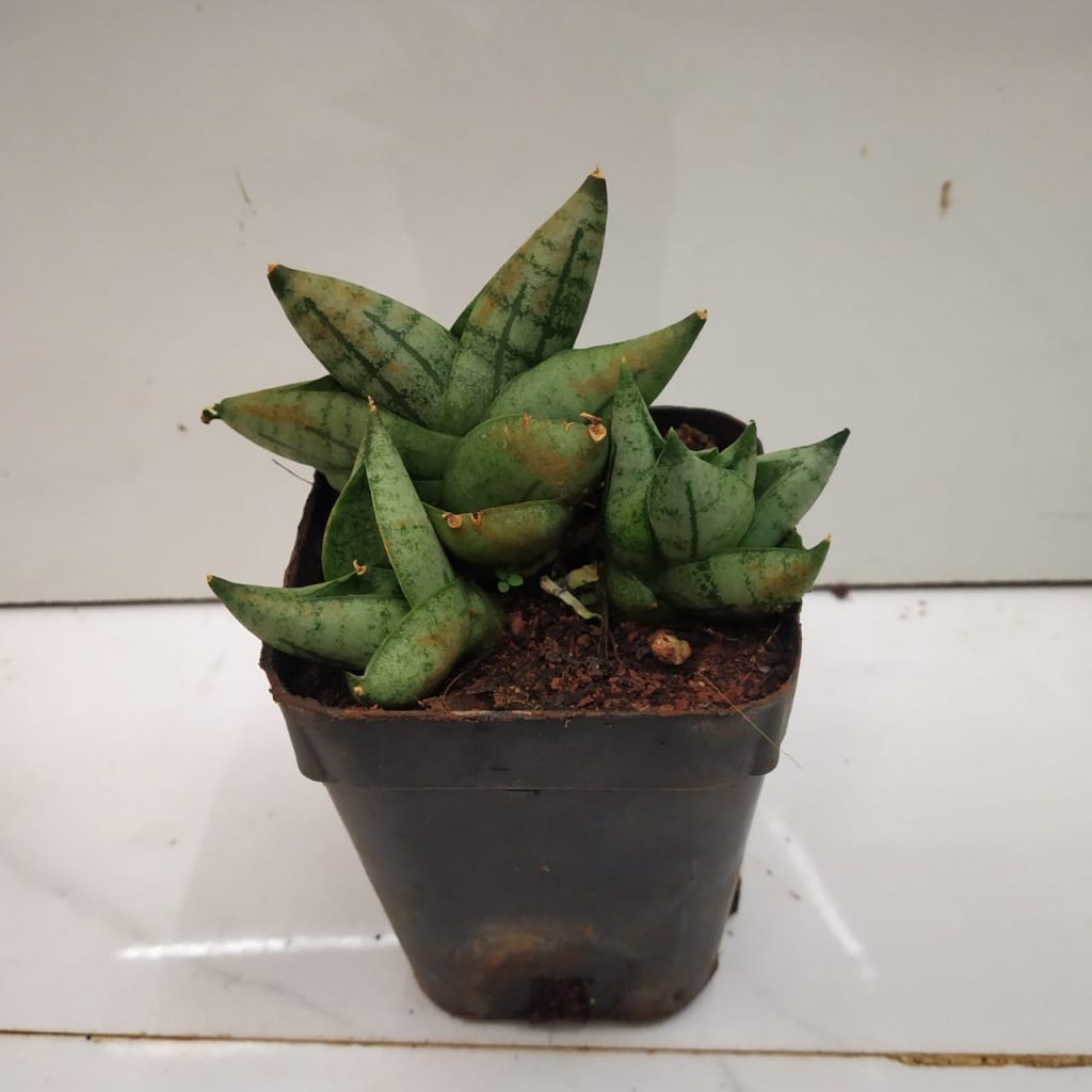 Sansevieria 'Boncel Mini'' - NurseryBuy