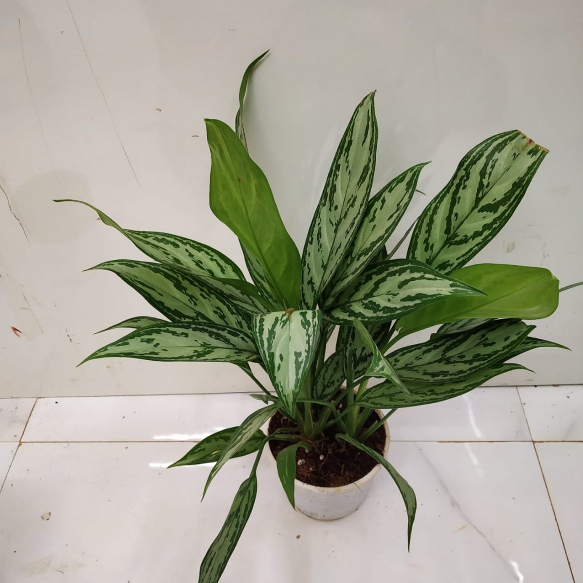 Aglaonema 'Nitidum' - NurseryBuy