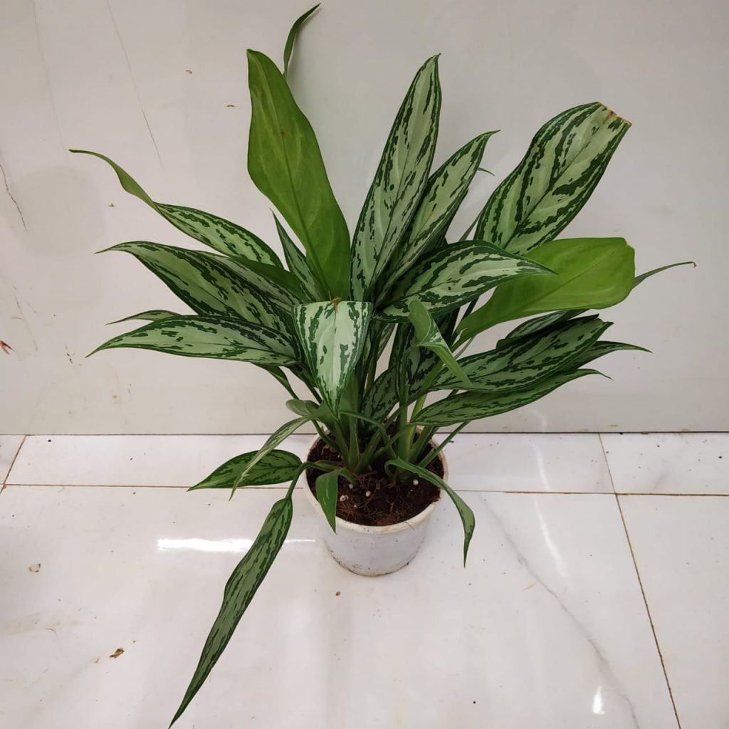 Aglaonema 'Nitidum' - NurseryBuy
