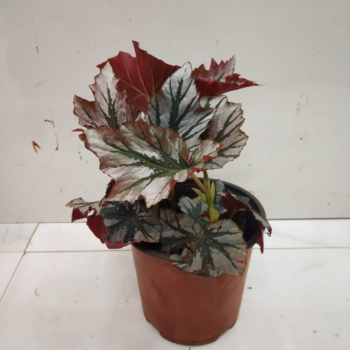 Begonia "Looking Glass" - NurseryBuy